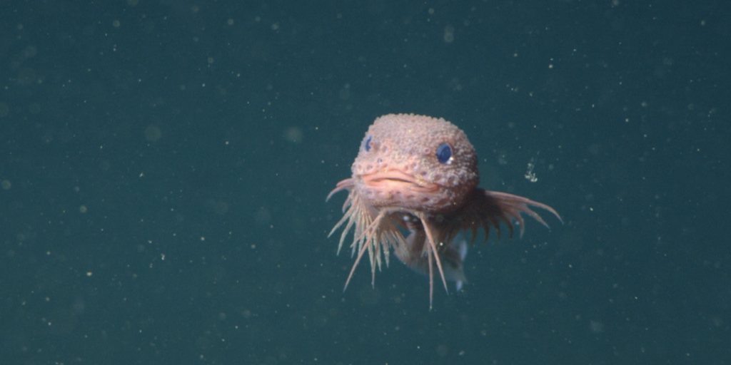 Meet the bumpy snailfish, one of three new deep-sea species discovered ...