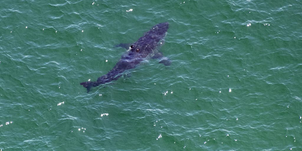 Beware of sharks lurking off Cape Cod beaches this fall | Fox Weather