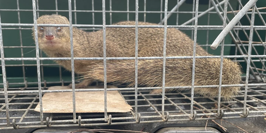 Invasive mongoose captured in Hawaii, sparking renewed concerns | Fox ...