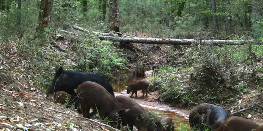 Top 5 invasive pests in America's national parks | Fox Weather