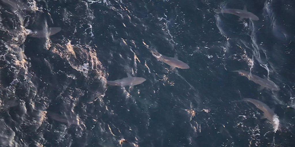 Hundreds of sharks spotted swimming, jumping out of Atlantic off Long ...