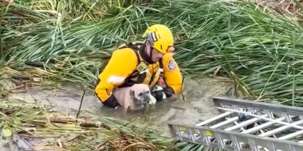 California dog rescued after being trapped by floodwater | Fox Weather