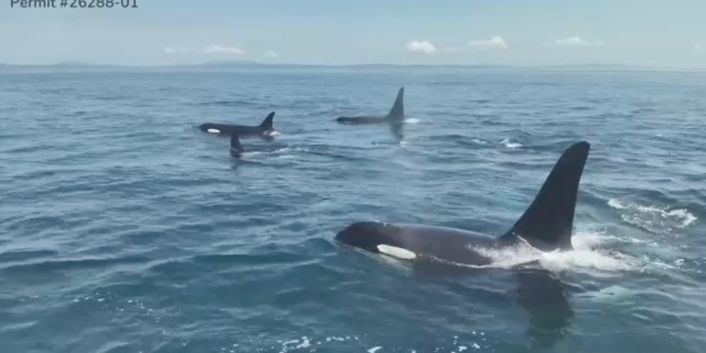 VIDEO: Endangered orca pod spotted by drone in Washington state | Fox ...