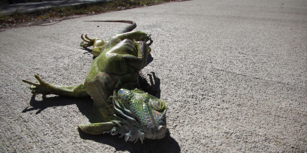 VIDEO: Florida iguana freezes amid record low temperatures | Fox Weather