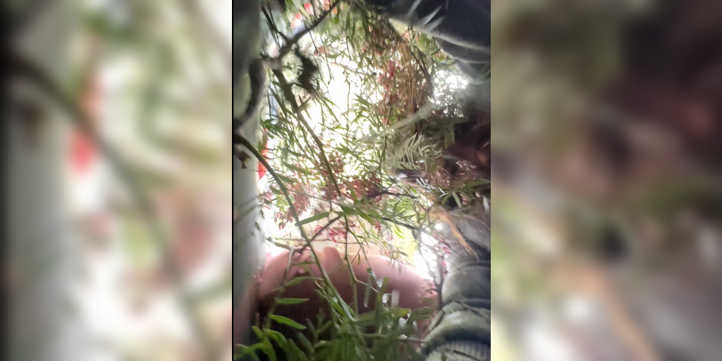 VIDEO: Hot air balloon gets caught in tree in Mexico | Fox Weather