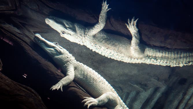 Claude, the beloved albino alligator at the California Academy of ...