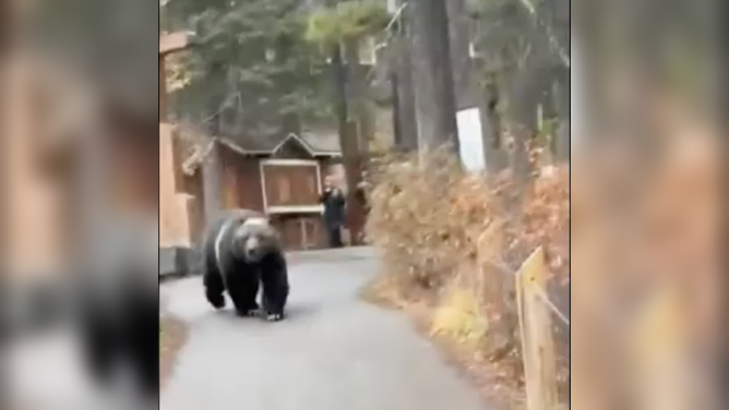 WATCH: Tourists come face-to-face with massive grizzly in Banff ...