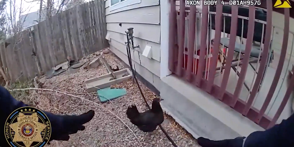 Video: Colorado sheriff's deputy catches loose chicken in neighborhood ...