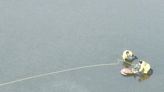 VIDEO: Injured deer rescued from frozen reservoir in Colorado Springs ...