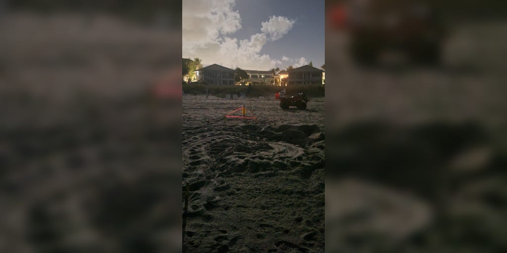 Florida sea turtle nesting season underway: What you need to know | Fox ...