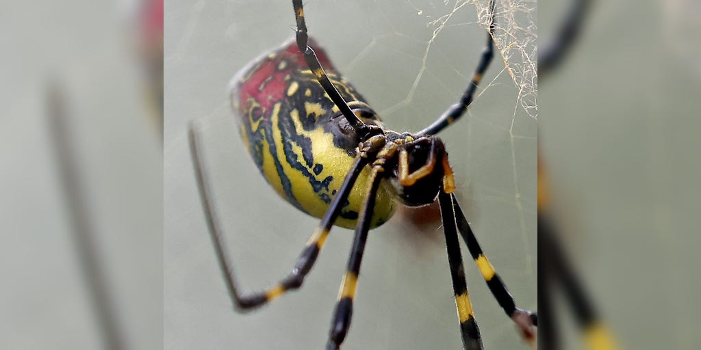 Large spiders the size of a human hand are invading the US | Fox Weather