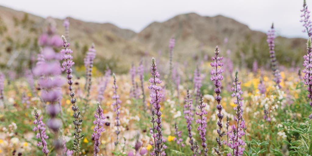 Here's when and where superblooms are happening across California | Fox ...
