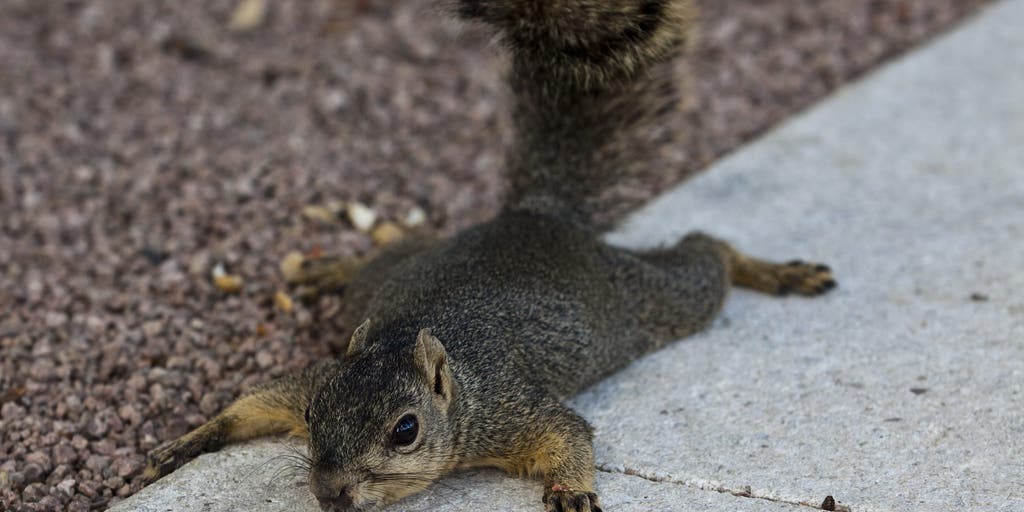 Uptick in sick, lethargic and dead squirrels at popular Los Angeles ...