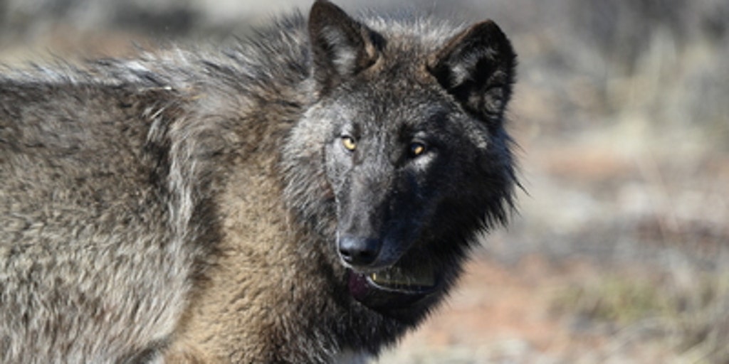 Gray wolf tracked in Sequoia National Park for first time in 100 years ...