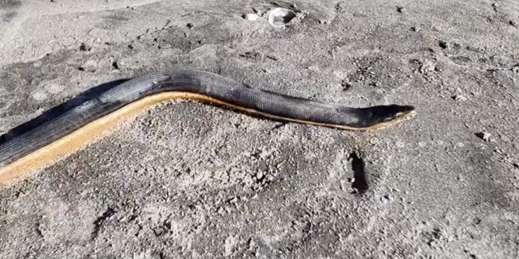 VIDEO: Yellow-bellied sea snake found washed up on New Zealand beach ...