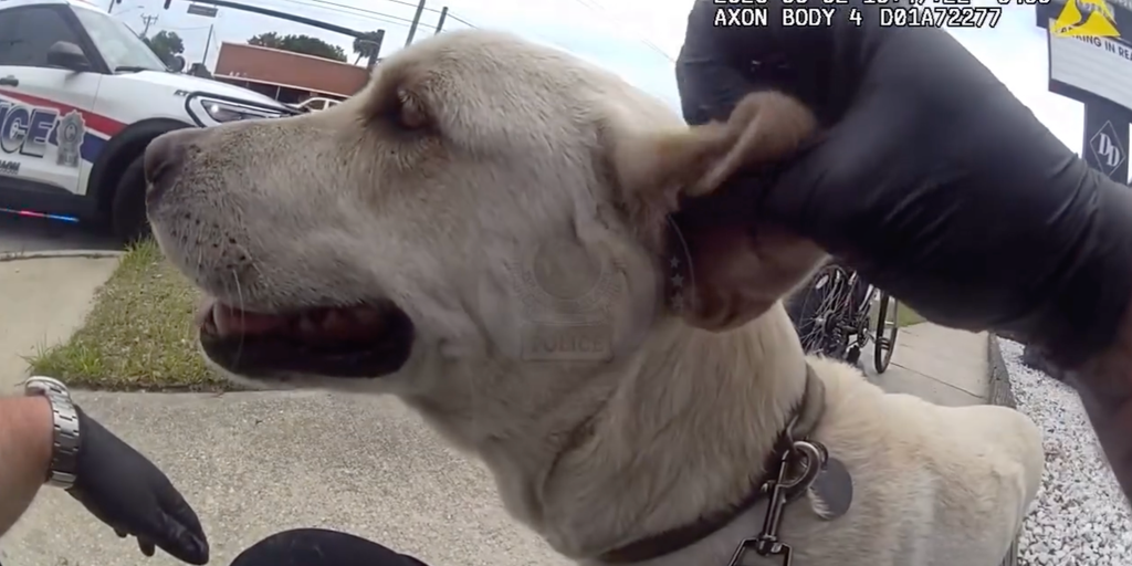 Florida police officer helps dog struggling to walk on hot pavement ...