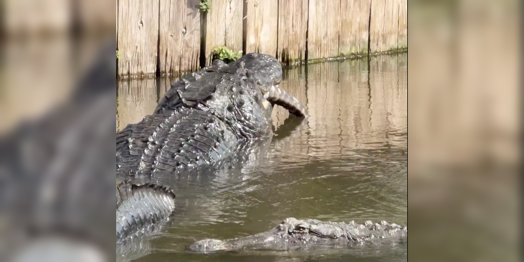 VIDEO: Alligator chows down on smaller alligator in Florida wildlife ...