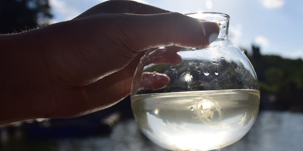 Invasive jellyfish with a painful sting returns to New Jersey waters ...