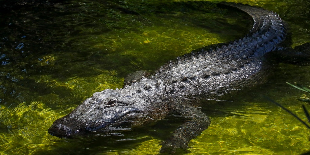 Over 400 alligators removed from Walt Disney World in the last 10 years ...