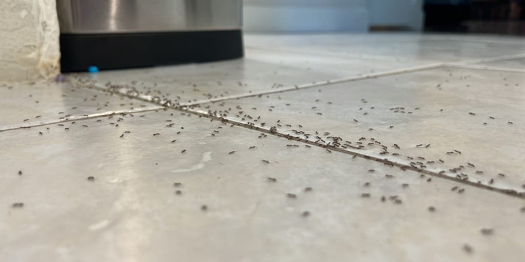 Summer insects: Most common pests found around homes and how to get rid ...
