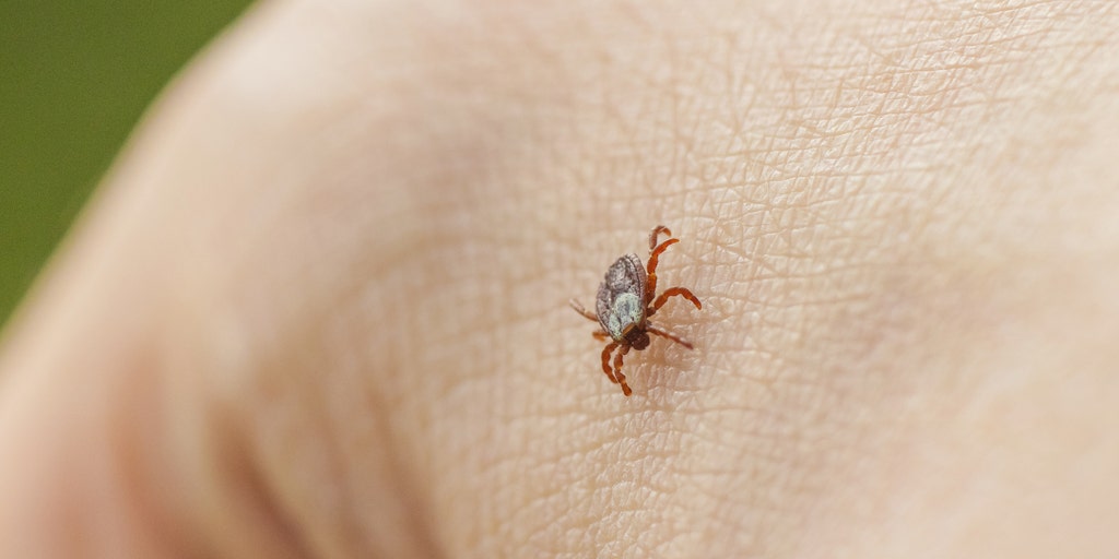 Federal officials announce plan to fight against ticks and Lyme disease ...