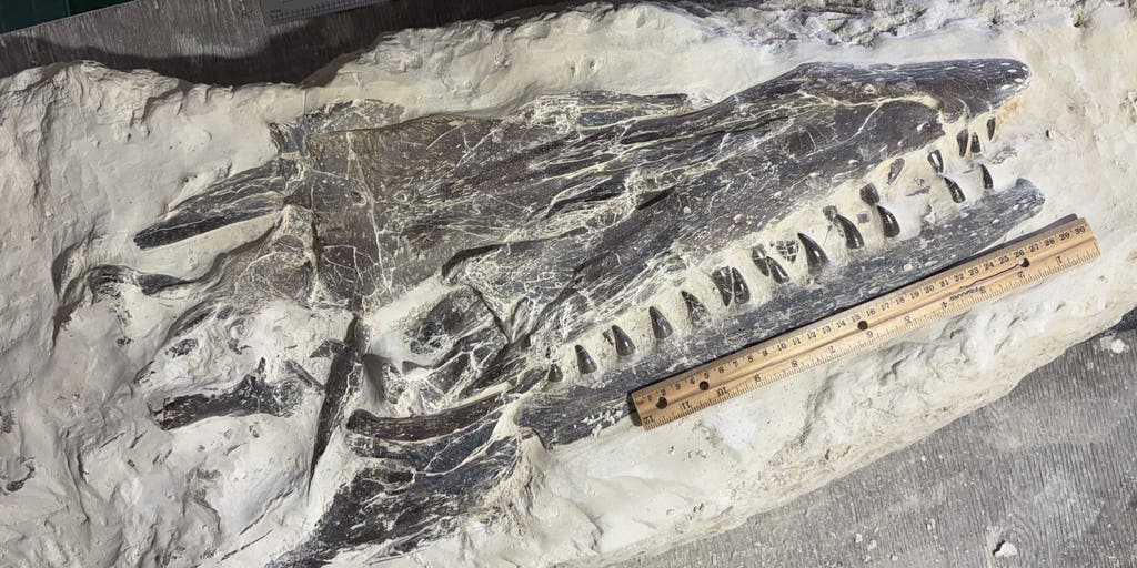 12-year-old boy finds rare, 80-million-year-old fossil during field ...