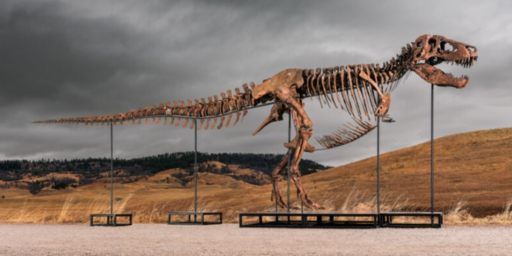 The secret behind T. rex's tiny arms revealed in new study | Fox Weather