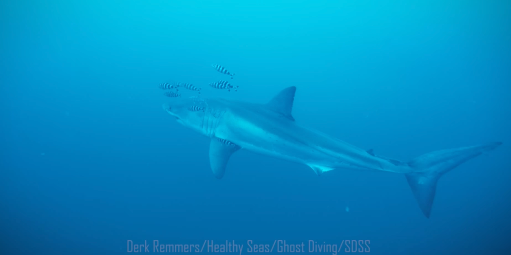 Watch: First-ever underwater footage of adult great white shark in ...