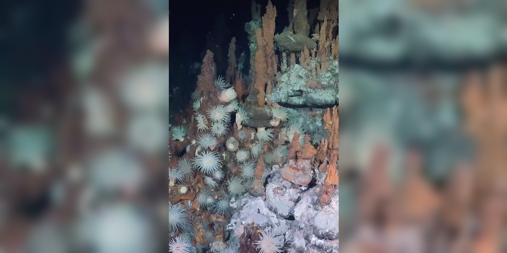 See it: Scientists discover 31 unknown species off the coast of Brazil ...