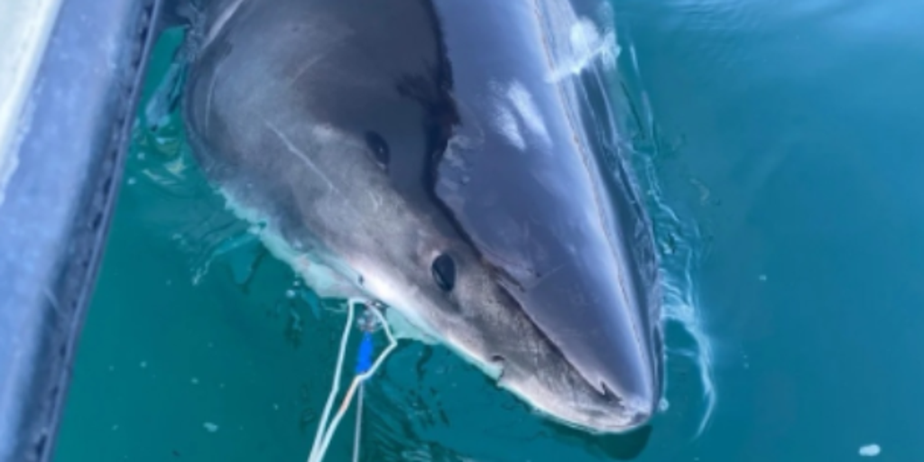 Great white shark Quint arrives at key seasonal habitat near Cape Cod ...